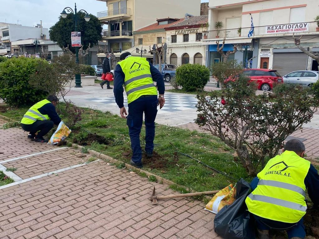 ΦΥΤΕΥΣΗ ΚΑΛΛΩΠΙΣΤΙΚΩΝ ΦΥΤΩΝ, ΚΕΝΤΡΙΚΗ ΠΛΑΤΕΙΑ ΛΑΥΡΙΟΥ [ΜΑΪ. 2021] – ΔΑΝΕΤΑΛ