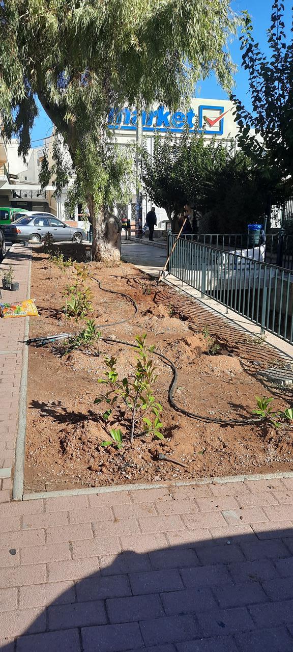 ΦΥΤΕΥΣΗ ΛΟΥΛΟΥΔΙΩΝ ΣΕ ΠΑΡΤΕΡΙ, ΘΕΣΗ ΑΓΑΛΜΑ, ΚΕΝΤΡΙΚΗ ΠΛΑΤΕΙΑ ΛΑΥΡΙΟΥ ...