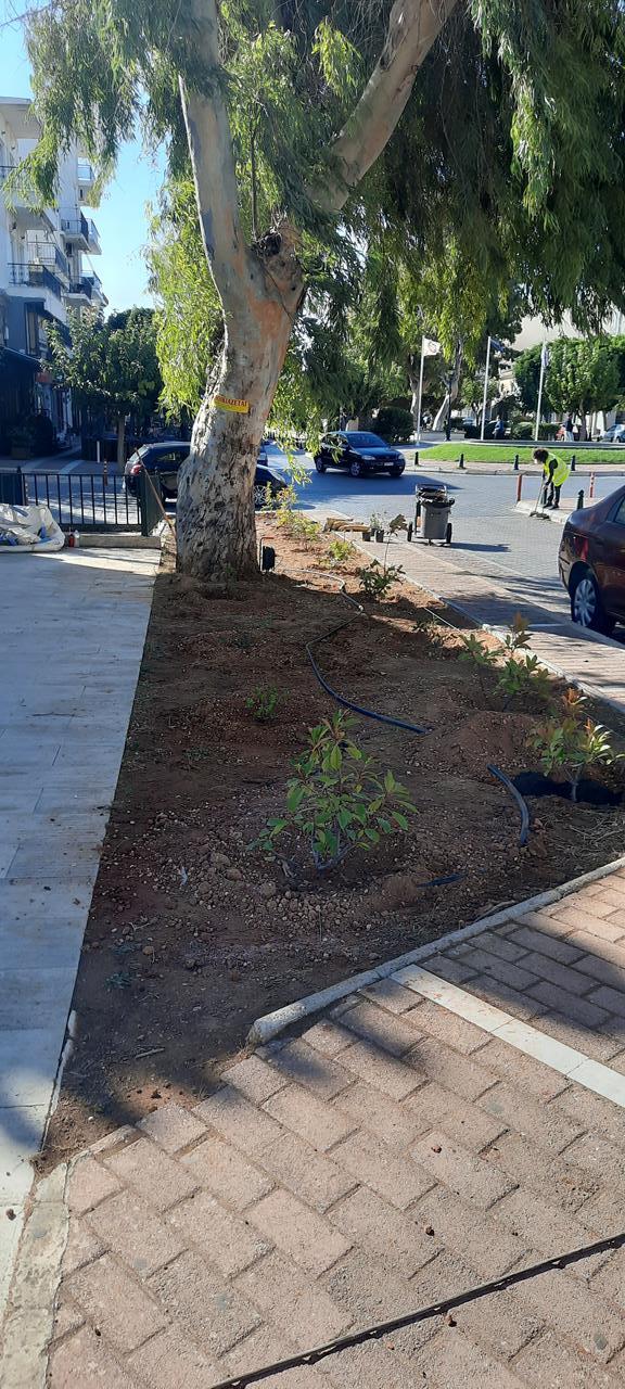 ΦΥΤΕΥΣΗ ΛΟΥΛΟΥΔΙΩΝ ΣΕ ΠΑΡΤΕΡΙ, ΘΕΣΗ ΑΓΑΛΜΑ, ΚΕΝΤΡΙΚΗ ΠΛΑΤΕΙΑ ΛΑΥΡΙΟΥ ...