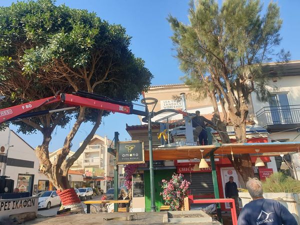 ΚΛΑΔΕΜΑ ΔΕΝΔΡΩΝ, ΚΕΝΤΡΙΚΗ ΠΛΑΤΕΙΑ ΛΑΥΡΙΟΥ [ΝΟΕ. 2022] – ΔΑΝΕΤΑΛ