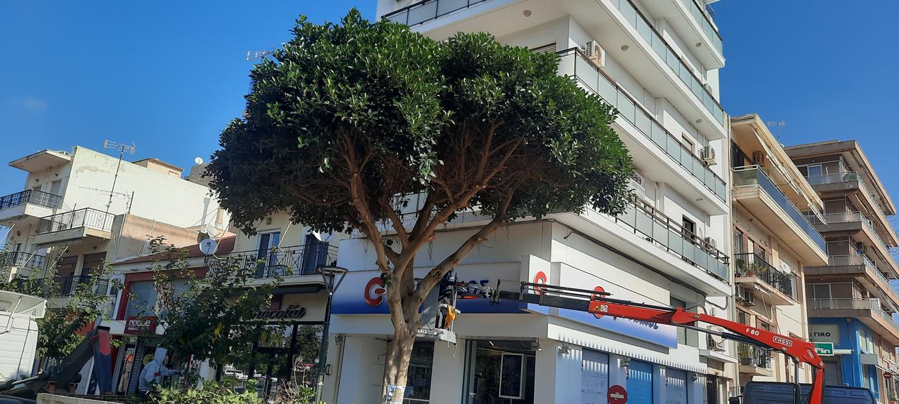 ΚΛΑΔΕΜΑ ΔΕΝΔΡΩΝ, ΚΕΝΤΡΙΚΗ ΠΛΑΤΕΙΑ ΛΑΥΡΙΟΥ [ΝΟΕ. 2022] – ΔΑΝΕΤΑΛ