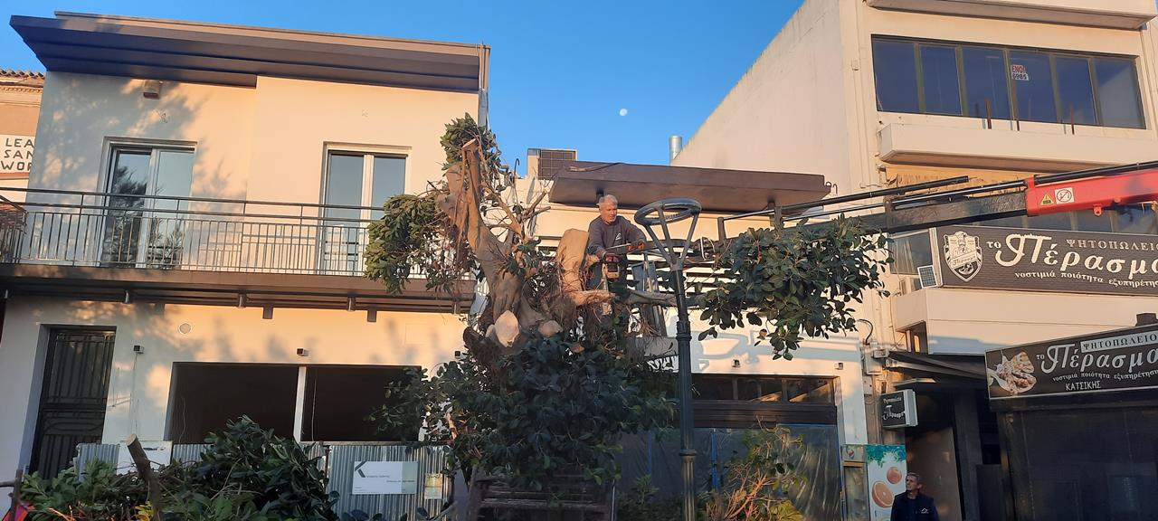 ΚΛΑΔΕΜΑ ΔΕΝΔΡΩΝ, ΚΕΝΤΡΙΚΗ ΠΛΑΤΕΙΑ ΛΑΥΡΙΟΥ [ΝΟΕ. 2022] – ΔΑΝΕΤΑΛ