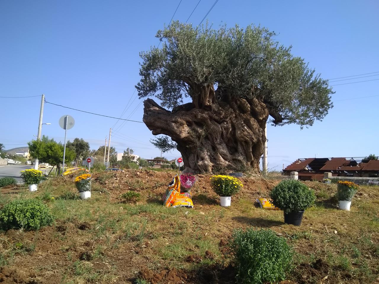 ΦΥΤΕΥΣΗ ΚΑΛΛΩΠΙΣΤΙΚΩΝ ΦΥΤΩΝ ΣΤΗΝ ΕΙΣΟΔΟ ΛΑΥΡΙΟΥ [ΝΟΕ. 2020] – ΔΑΝΕΤΑΛ