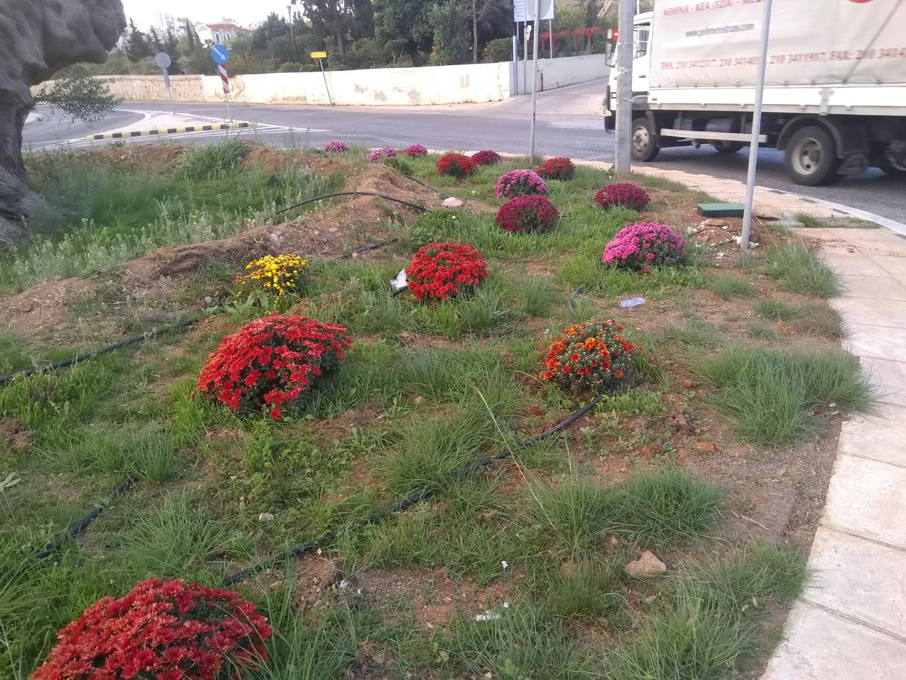 ΦΥΤΕΥΣΗ ΚΑΛΛΩΠΙΣΤΙΚΩΝ ΦΥΤΩΝ ΣΤΗΝ ΕΙΣΟΔΟ ΛΑΥΡΙΟΥ [ΝΟΕ. 2020] – ΔΑΝΕΤΑΛ