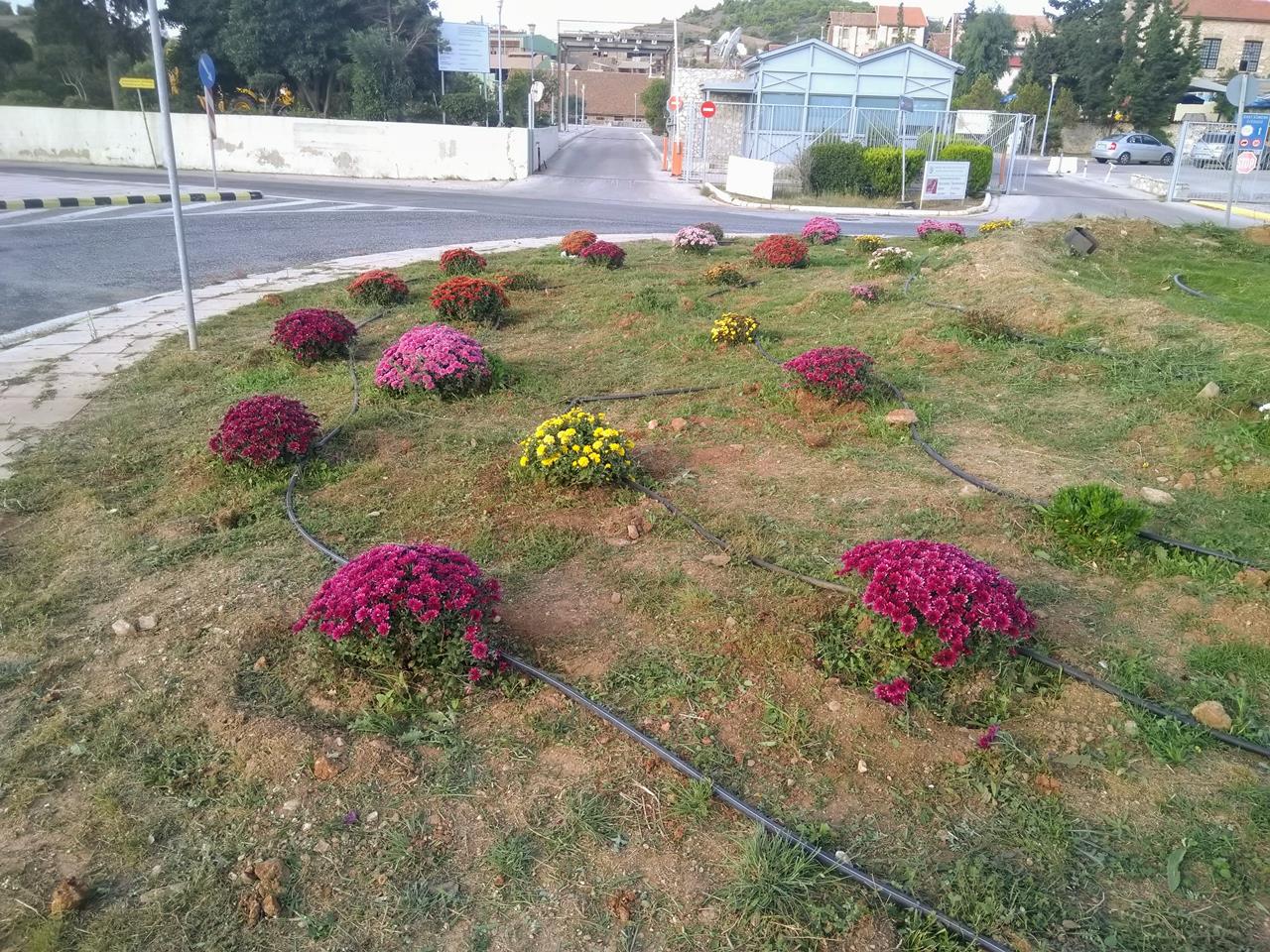 ΦΥΤΕΥΣΗ ΚΑΛΛΩΠΙΣΤΙΚΩΝ ΦΥΤΩΝ ΣΤΗΝ ΕΙΣΟΔΟ ΛΑΥΡΙΟΥ [ΝΟΕ. 2020] – ΔΑΝΕΤΑΛ
